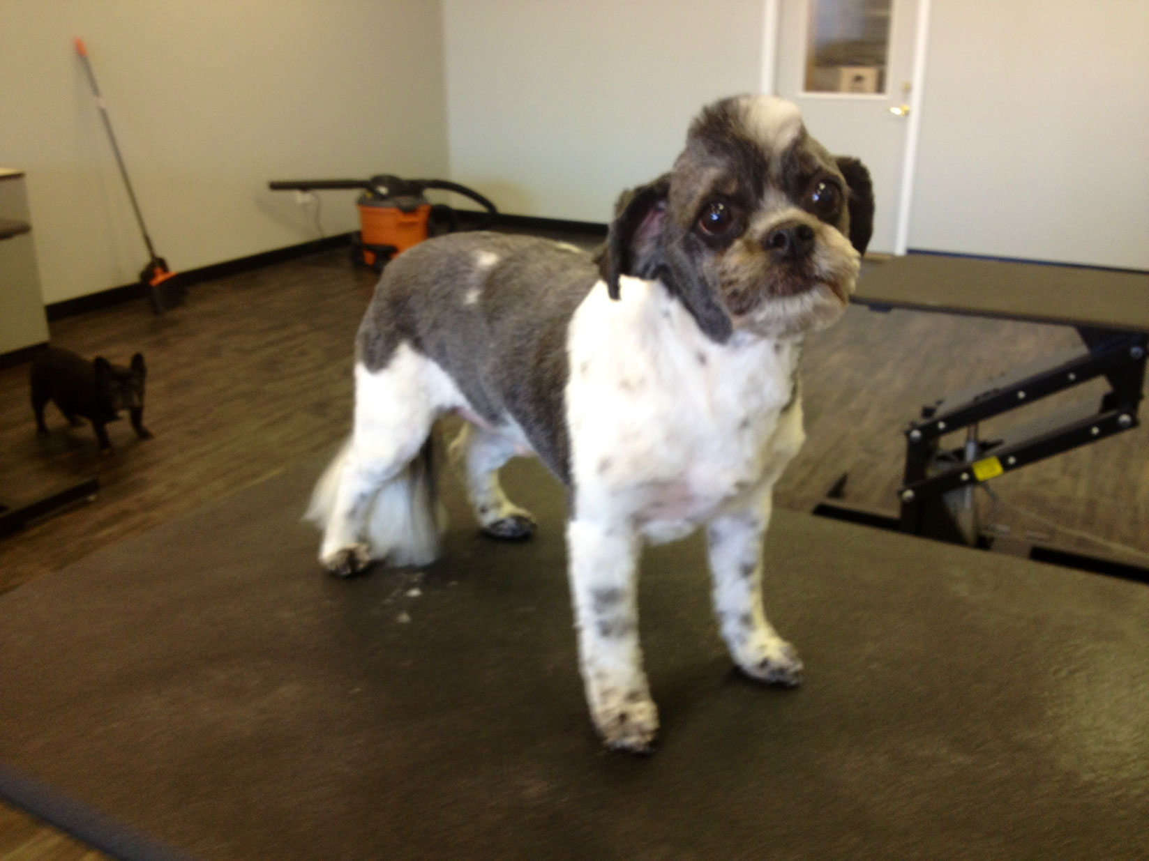 Fidoz N' Felinez Grooming Gallery